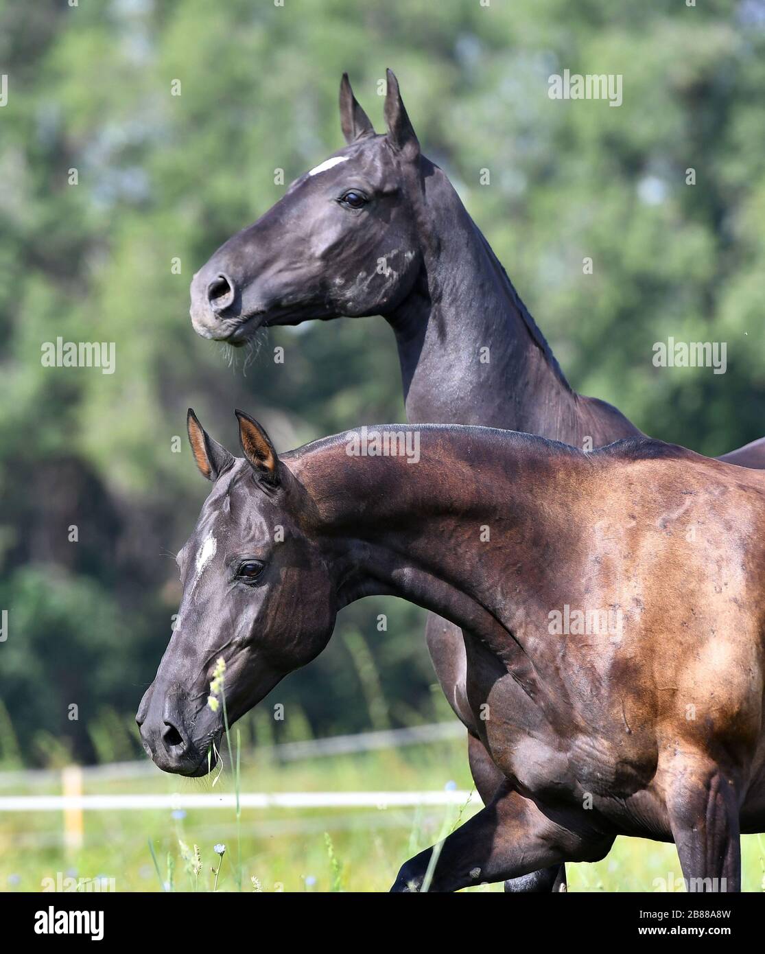 Akhal Teke Black Akhal Teke | Howrse Wiki | Fandom