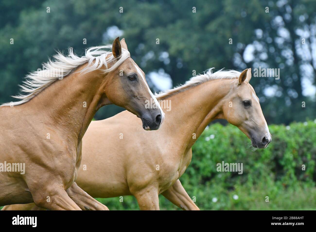 Two Horses Running Together