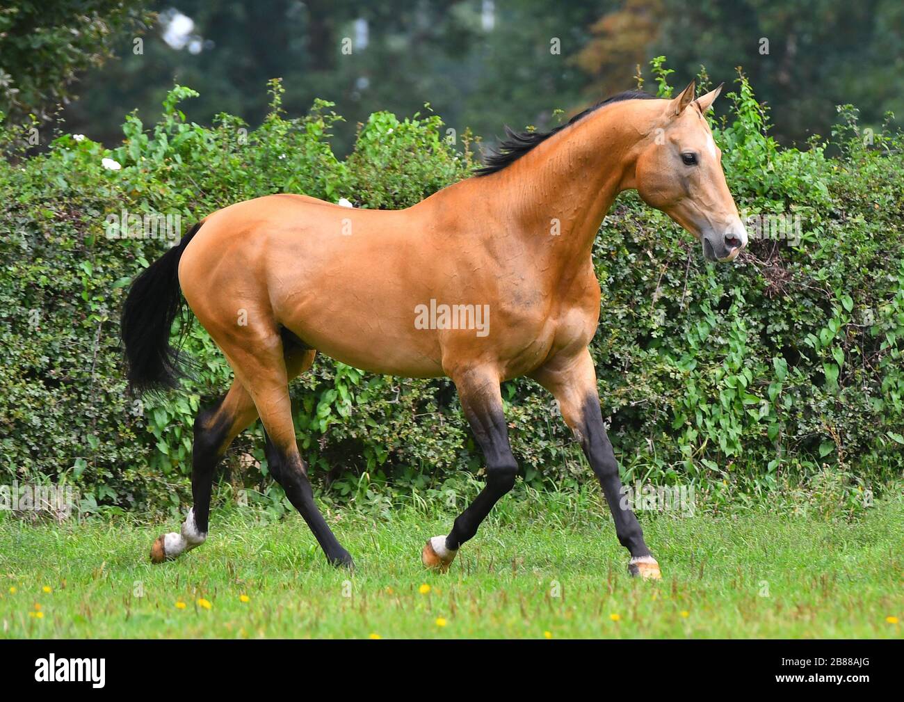 Buckskin akhal teke stallion running in trot in the green field in ...
