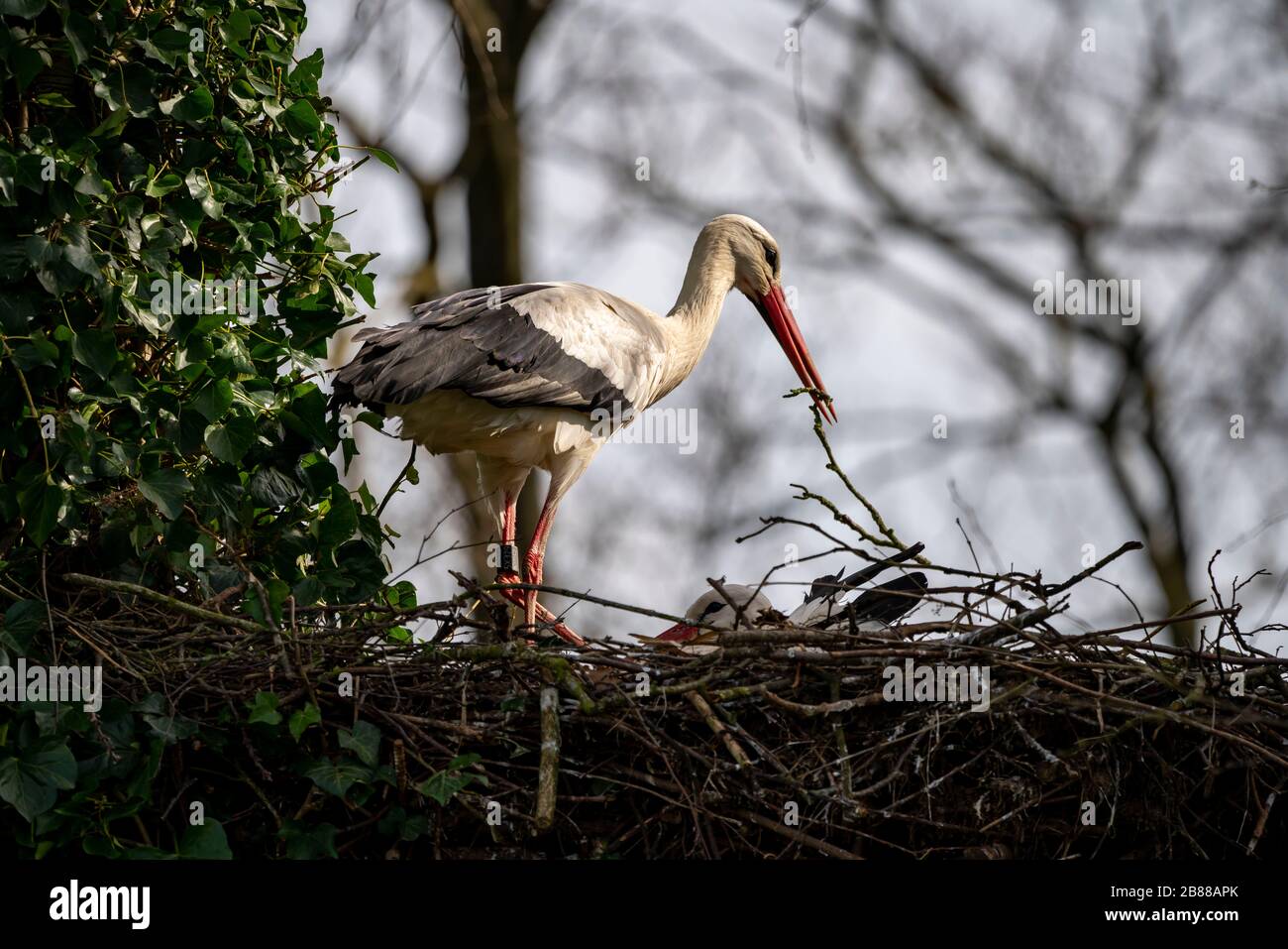 White storks, in the stork care station Wesermarsch, near Berne, on the ...