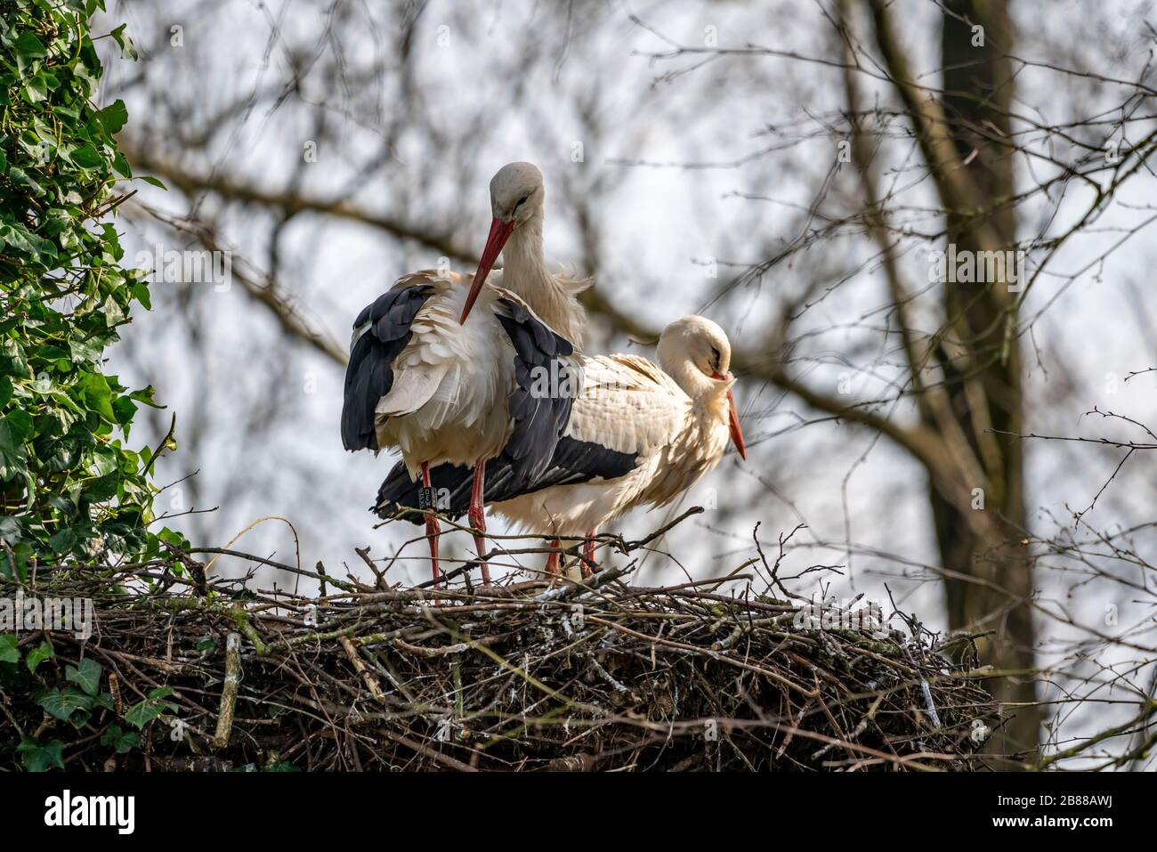 White storks, in the stork care station Wesermarsch, near Berne, on the ...