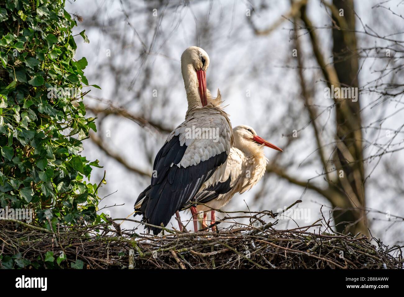 Stork brooding hi-res stock photography and images - Alamy