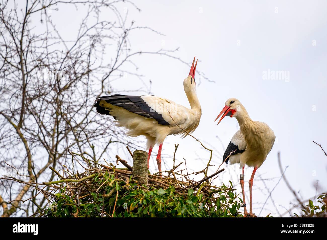 White storks, in the stork care station Wesermarsch, near Berne, on the ...