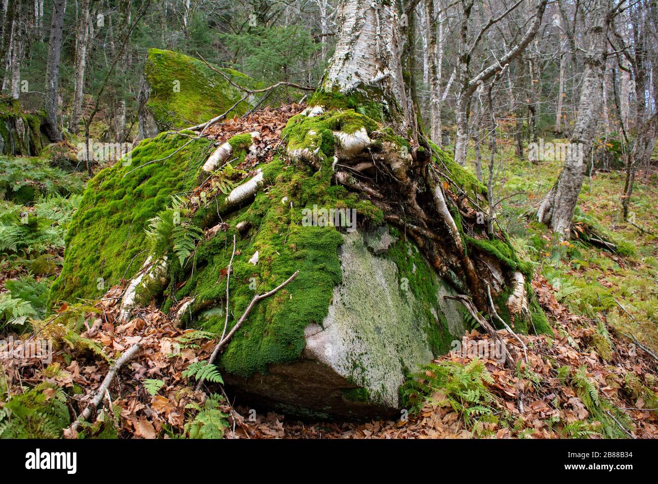 Tree Roots on rock with moss Stock Photo - Alamy