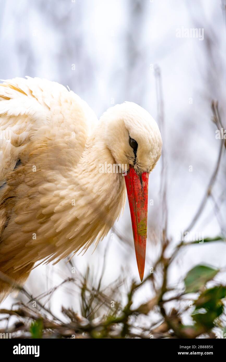 White storks, in the stork care station Wesermarsch, near Berne, on the ...