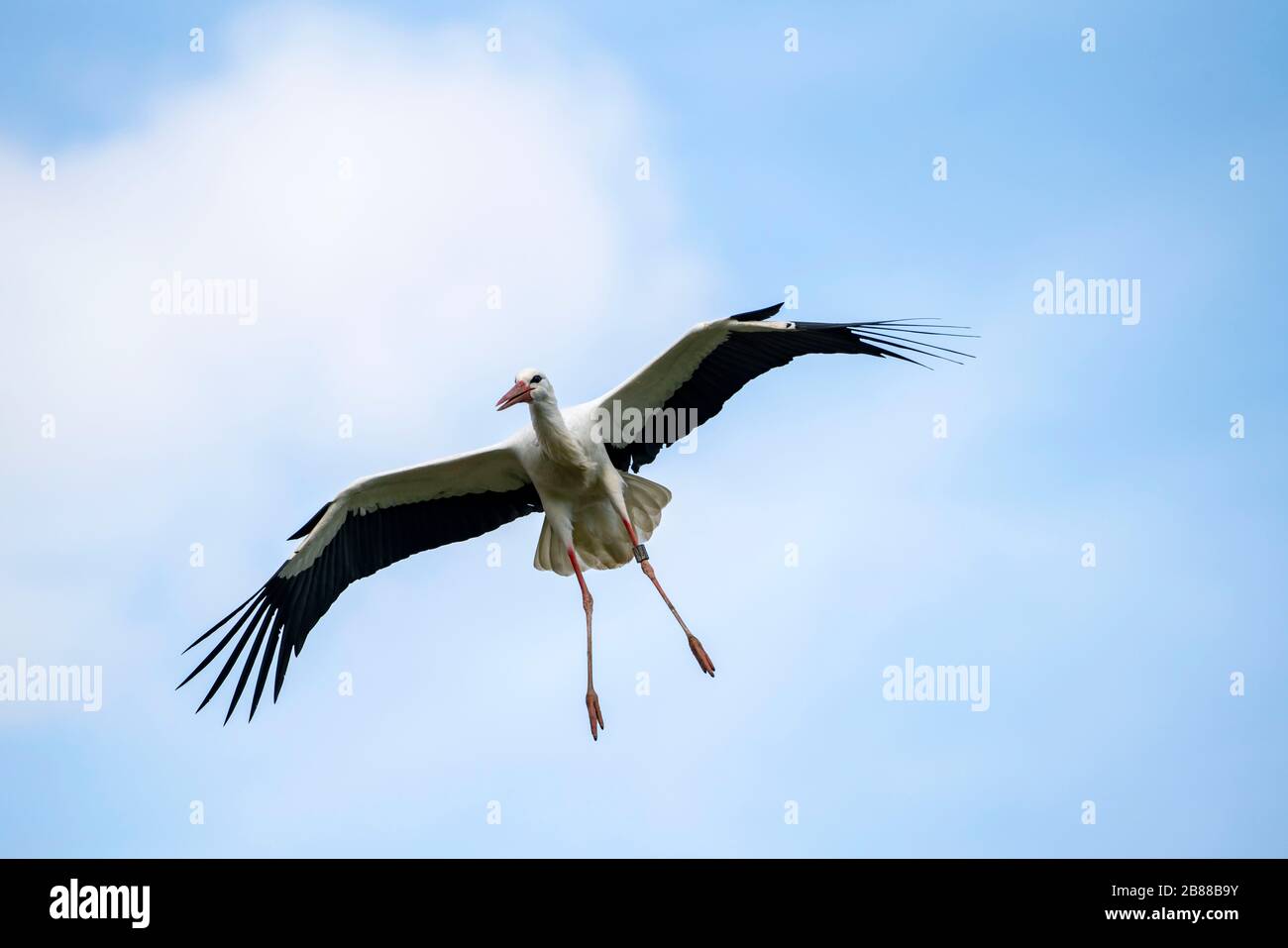 White storks, in the stork care station Wesermarsch, near Berne, on the ...