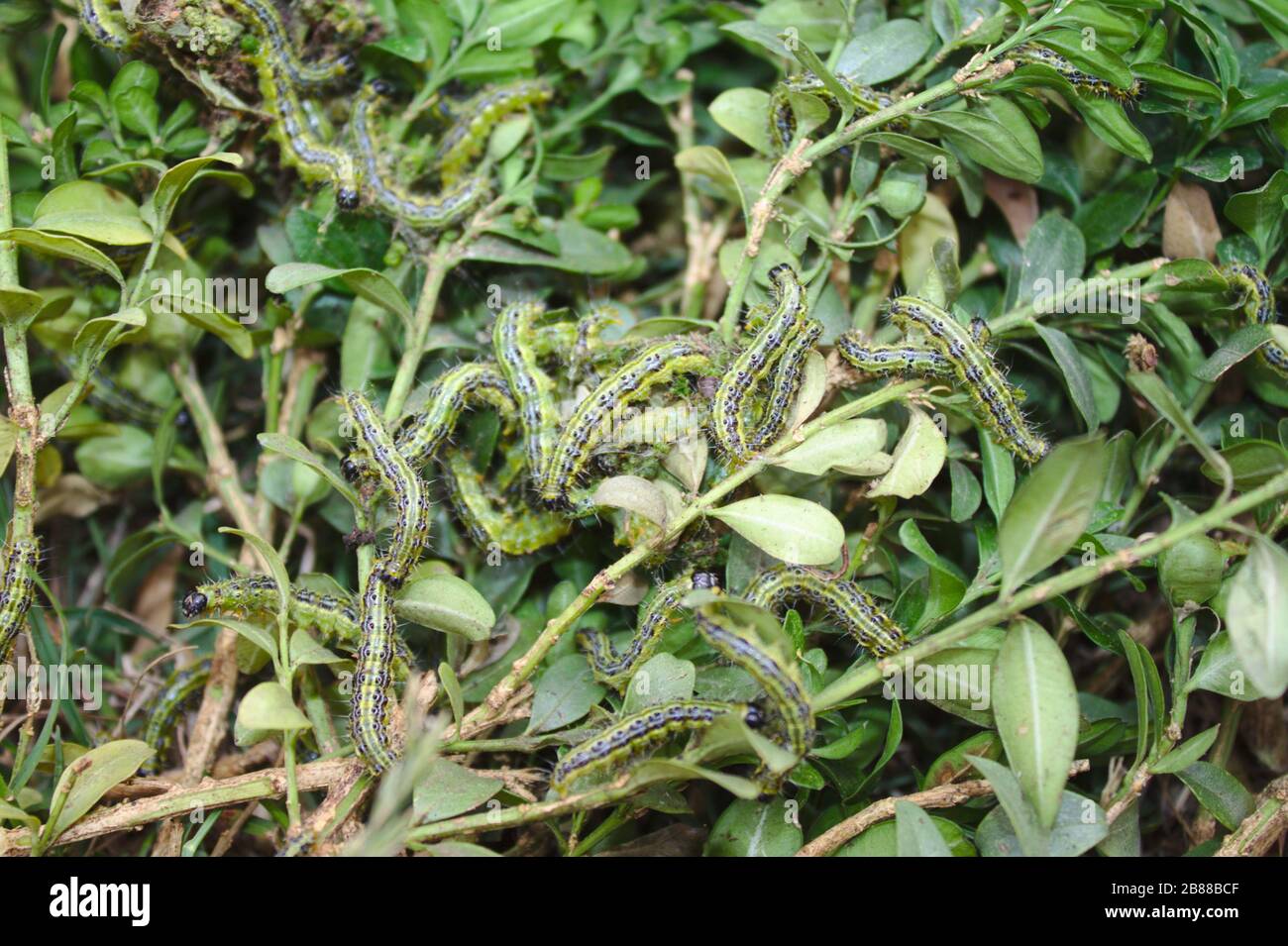 The picture shows a box tree moth on box leaves Stock Photo - Alamy