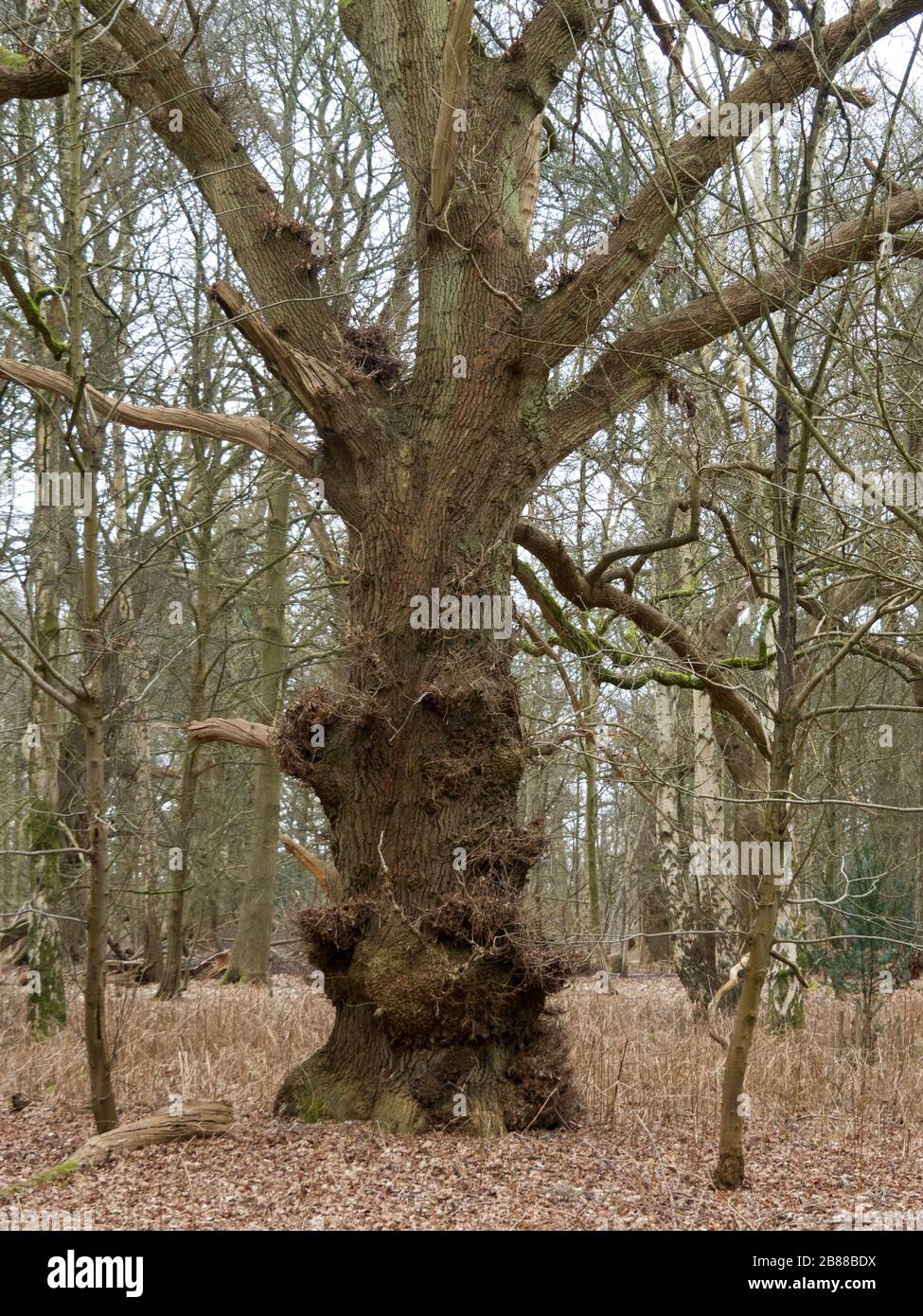 Sandringham estate hi-res stock photography and images - Alamy