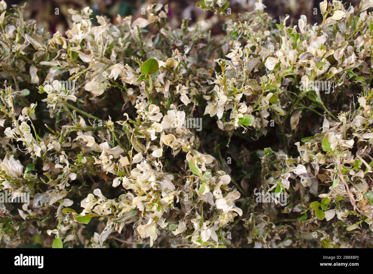 The picture shows a box damaged by a box tree moth Stock Photo - Alamy