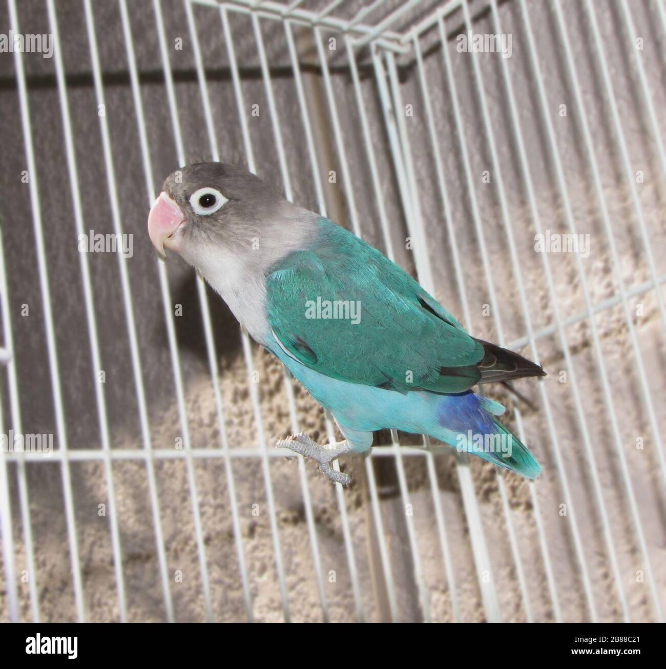 Agapornis personata hi-res stock photography and images - Alamy