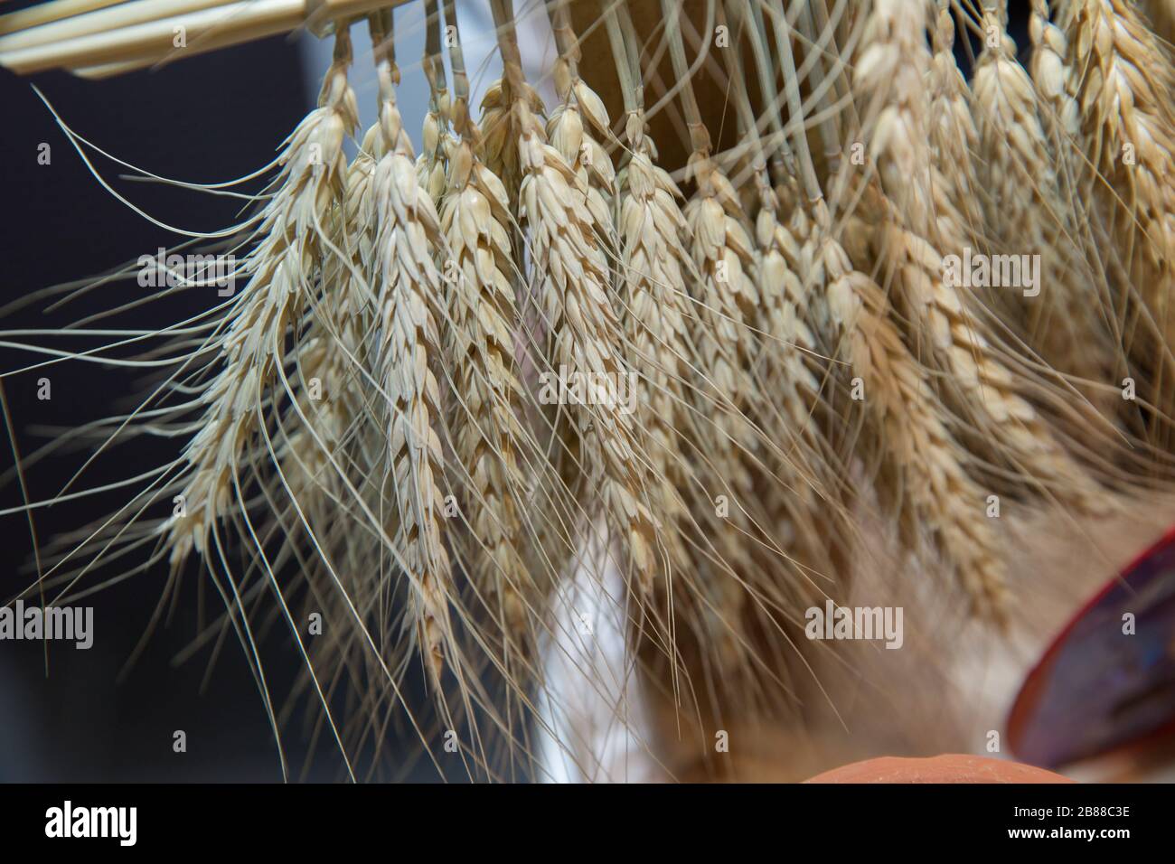 Decorative bouquet of dry rye ears. Secale cereale. Idea of farming ...