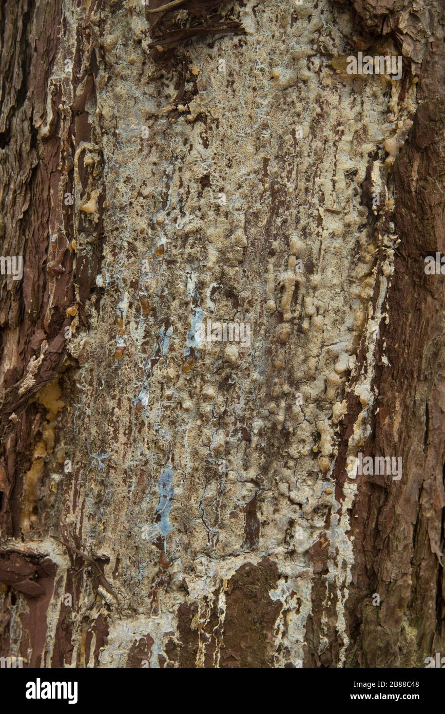 resin on pine bark closeup Stock Photo - Alamy