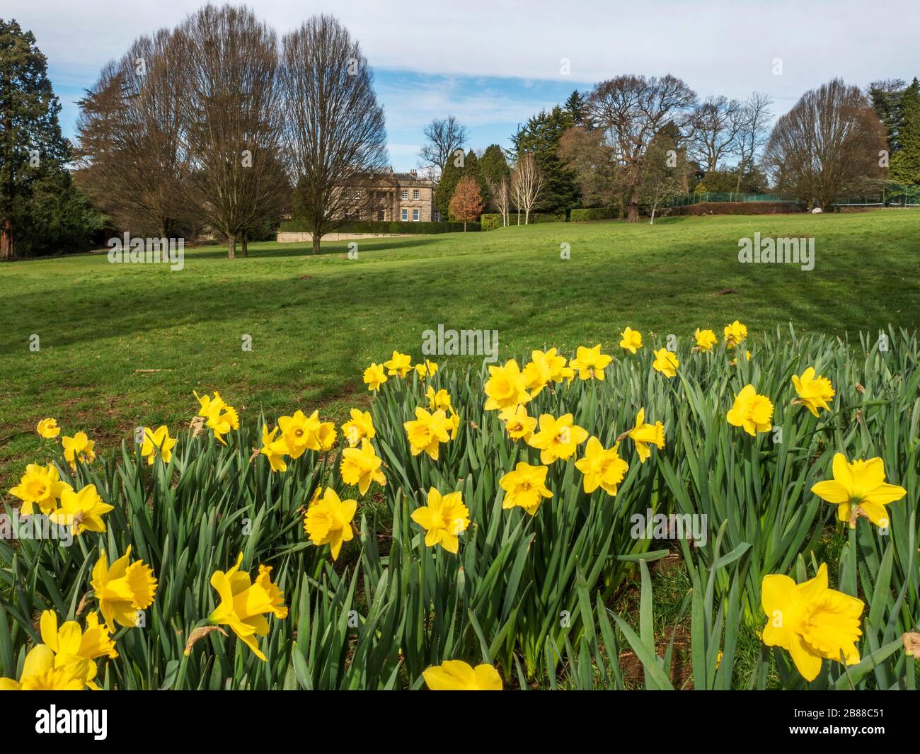 Daffodils In Bloom High Resolution Stock Photography and Images - Alamy