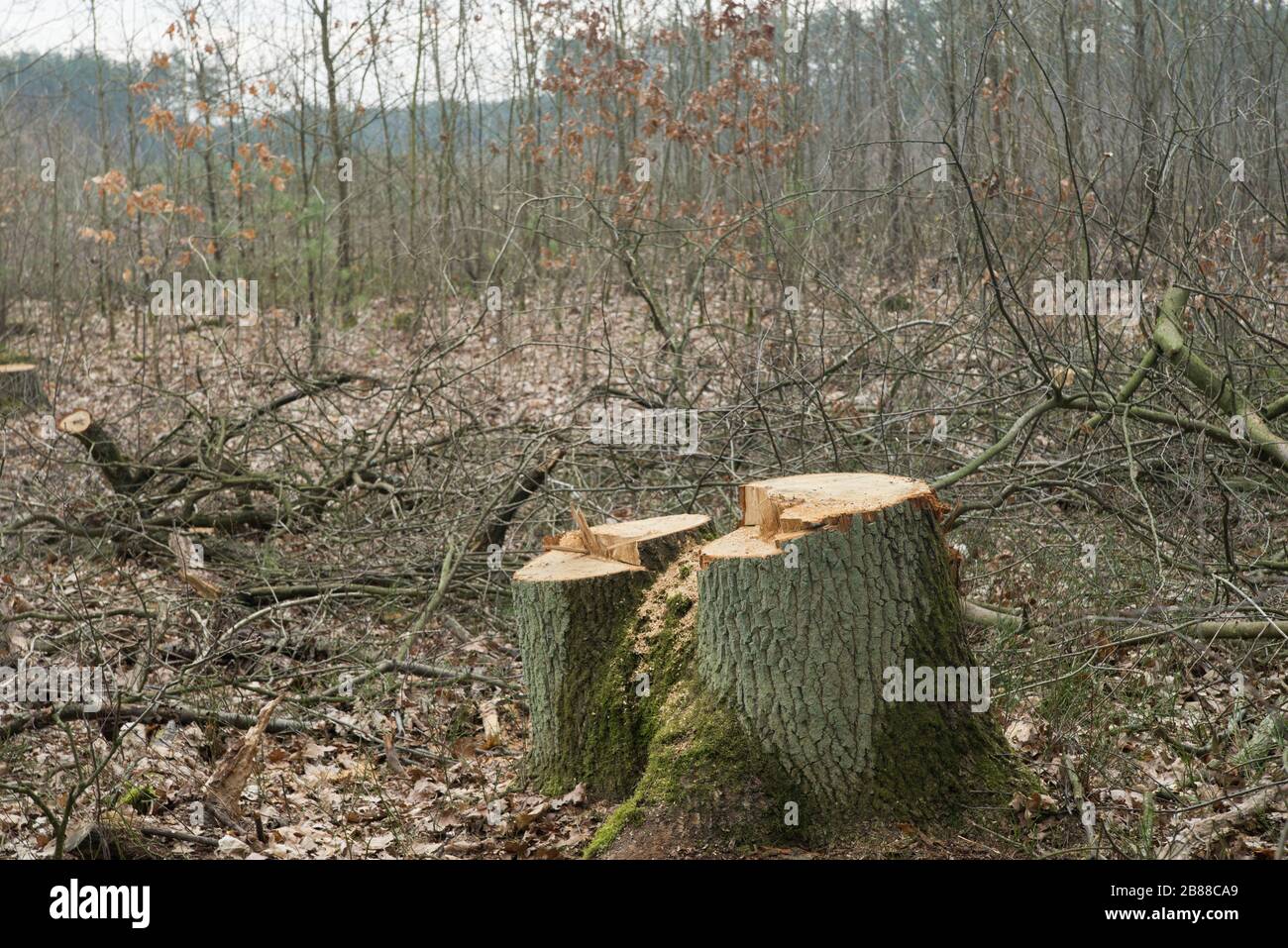 cut oak tree stump in forest closeup Stock Photo - Alamy
