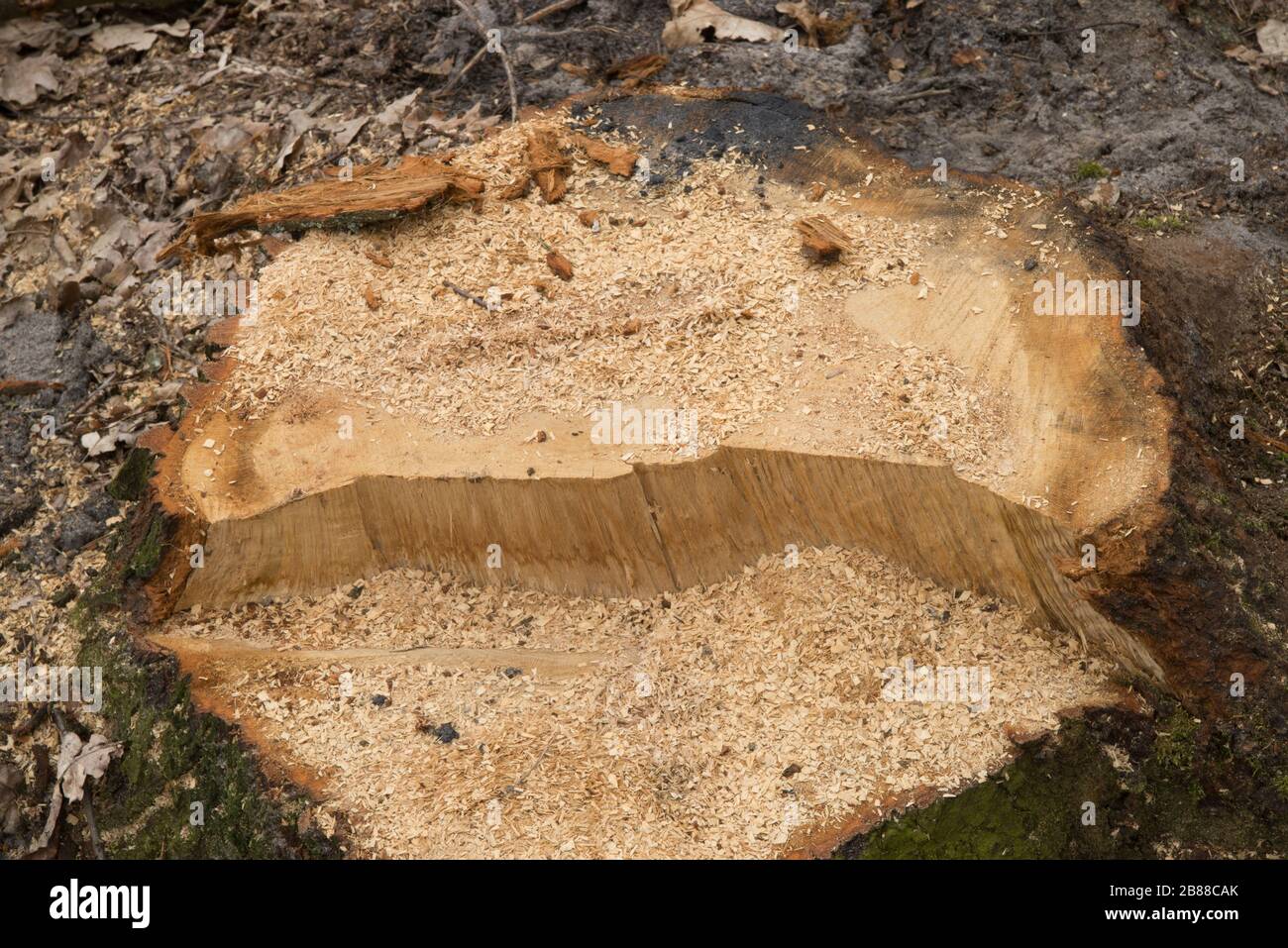 cut oak tree stump in forest closeup Stock Photo - Alamy