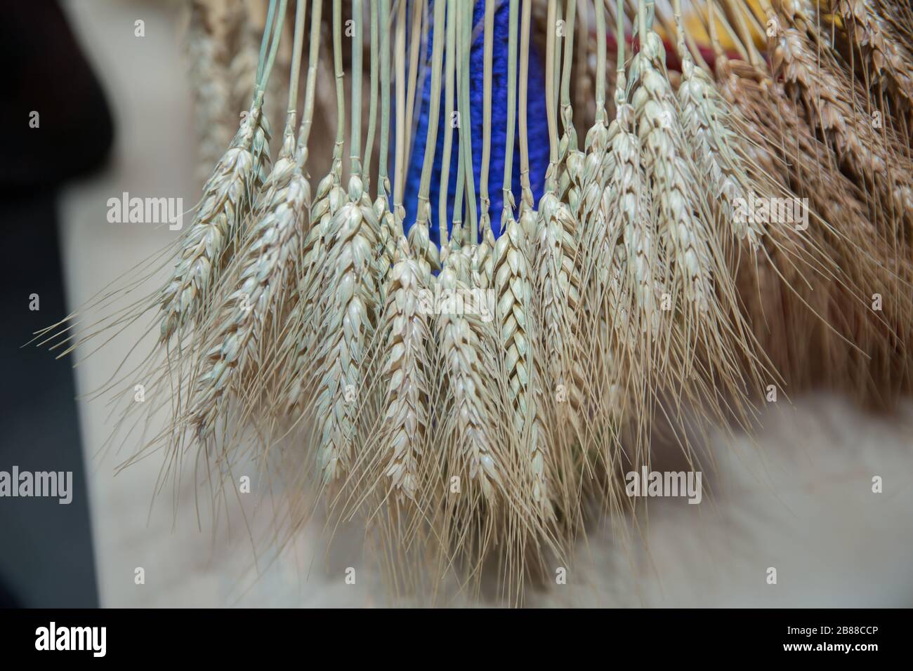 Decorative bouquet of dry rye ears. Secale cereale. Idea of farming ...