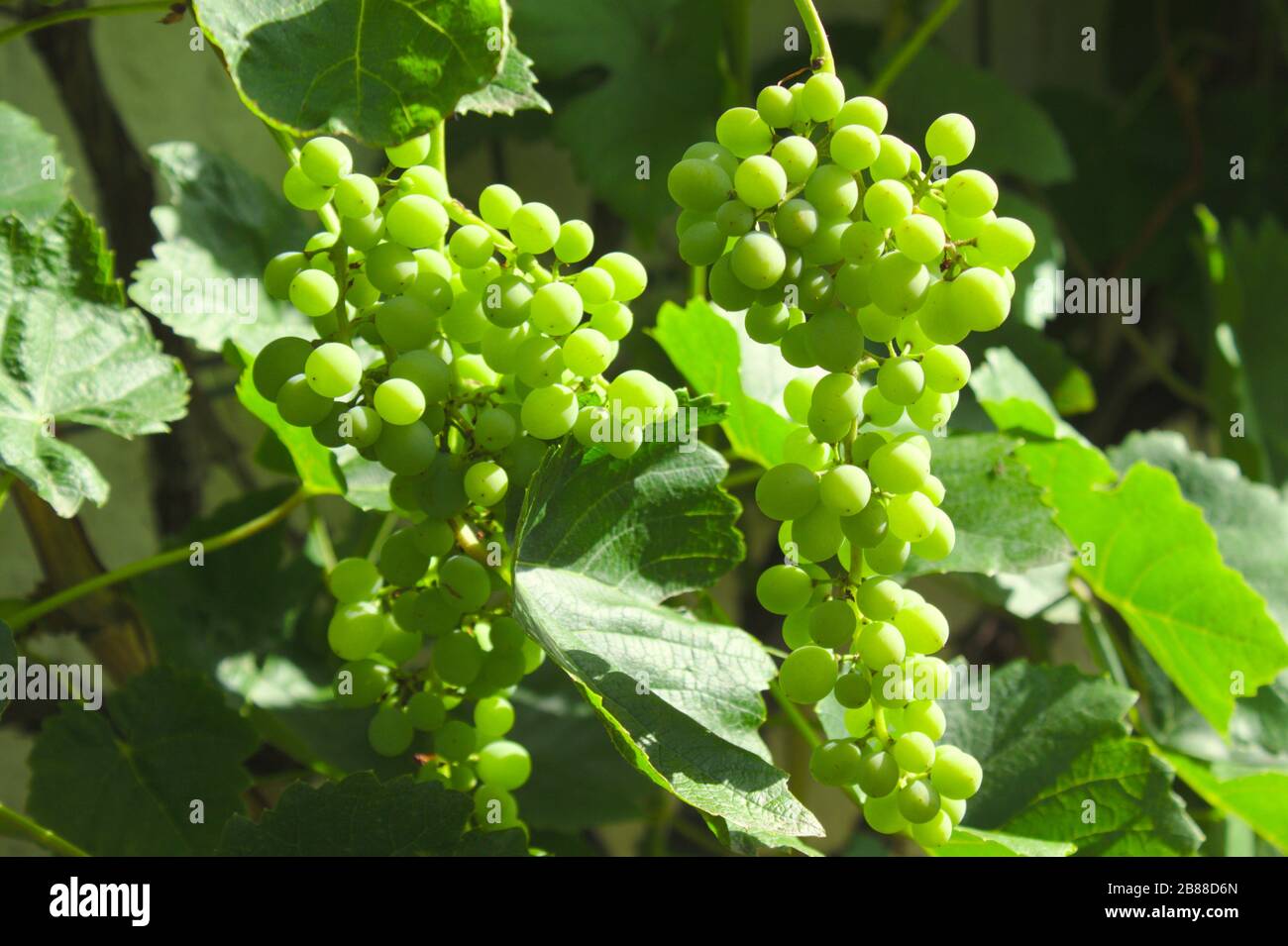 The picture shows unripe grapes in the garden Stock Photo - Alamy