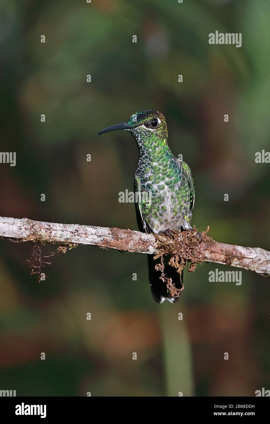 Booted Racket-tail (Ocreatus underwoodii peruanus) adult female perched ...