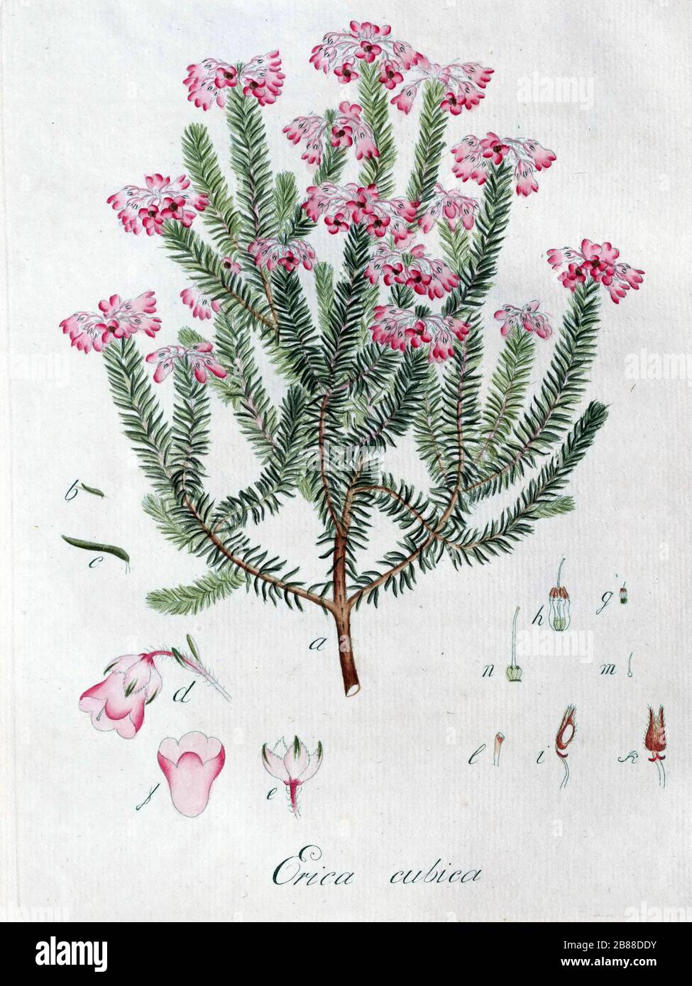 Erica flower drawing hi-res stock photography and images - Alamy