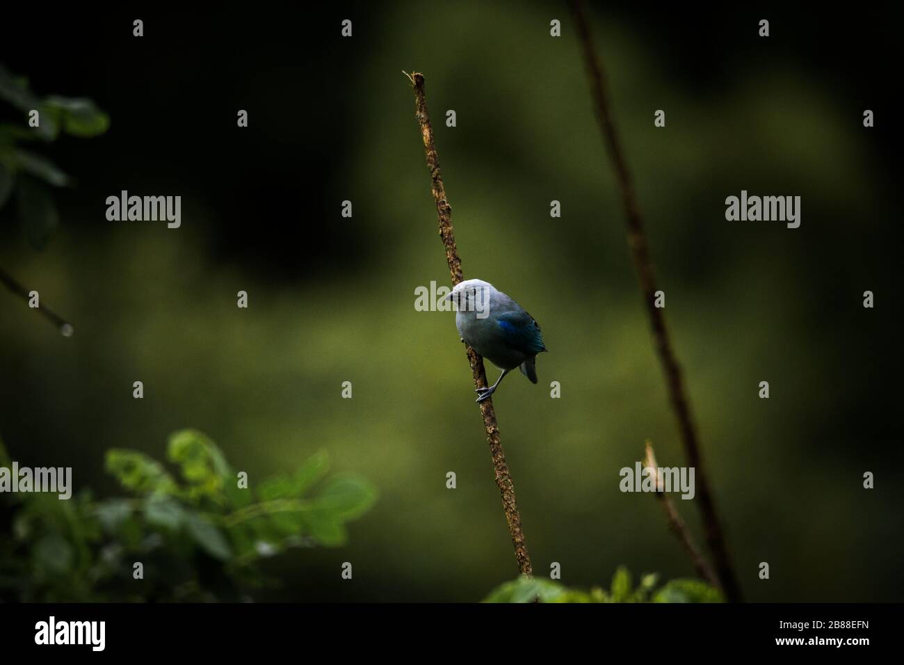 A small blue bird hanging off a thin branch Stock Photo - Alamy