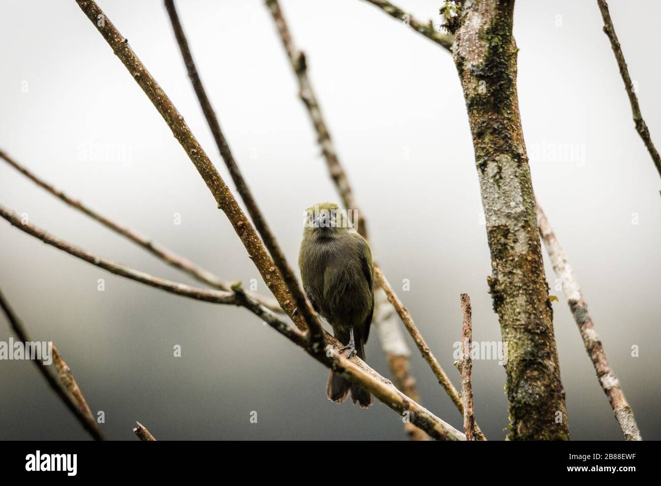 Blue bird with small beak hi-res stock photography and images - Alamy