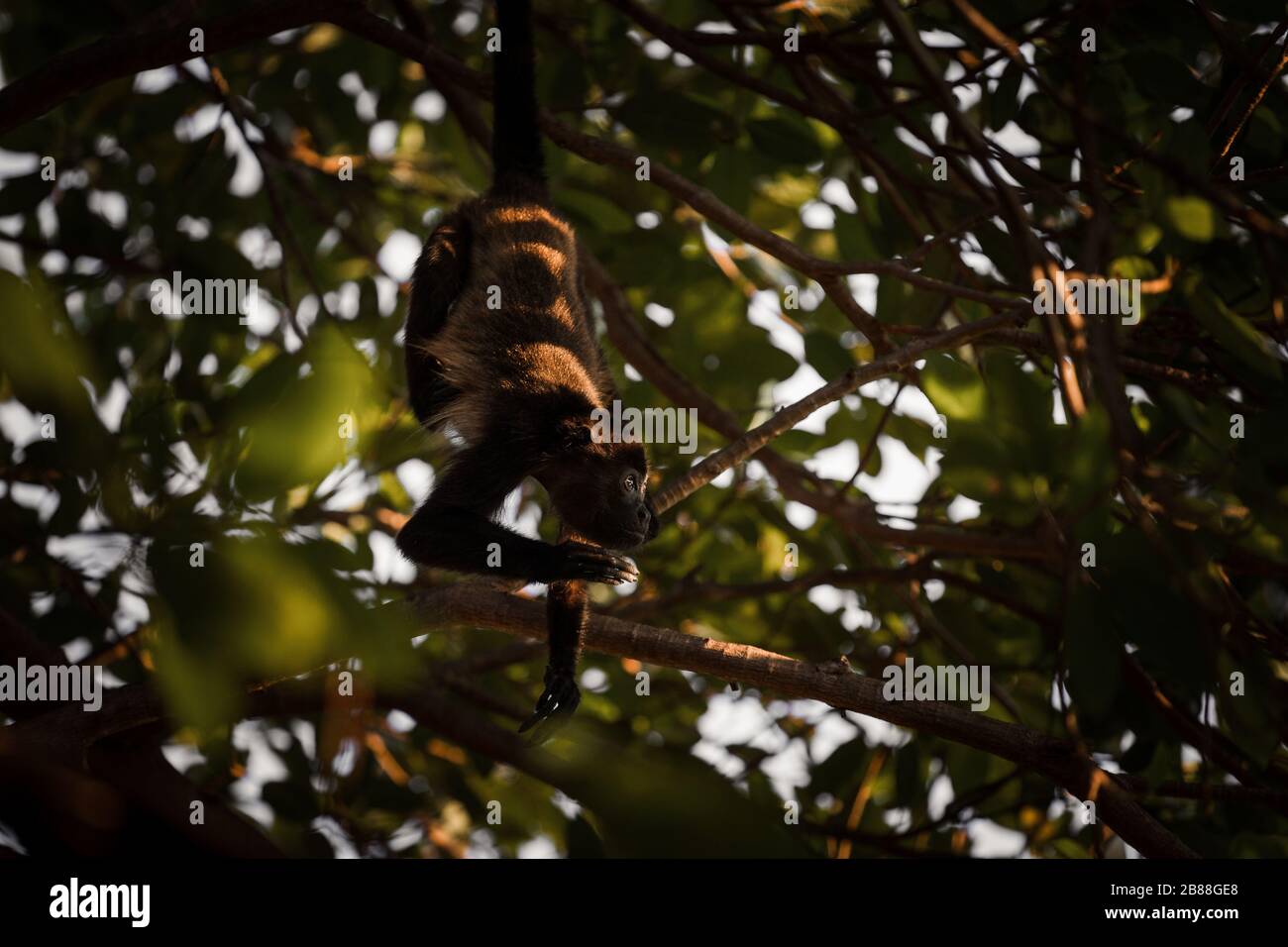 A monkey hanging from a branch Stock Photo - Alamy