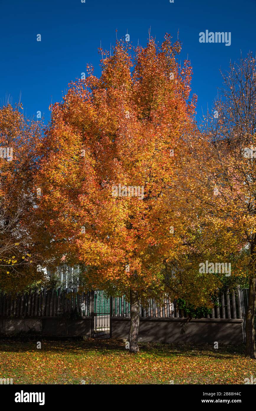 Yellow autumn maple tree in the city park Stock Photo - Alamy