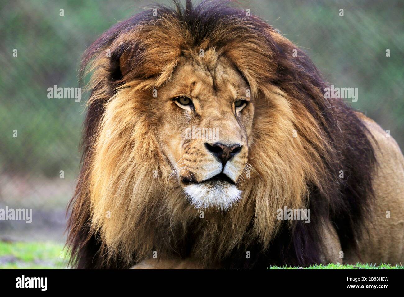 Male Lion Pictures 1