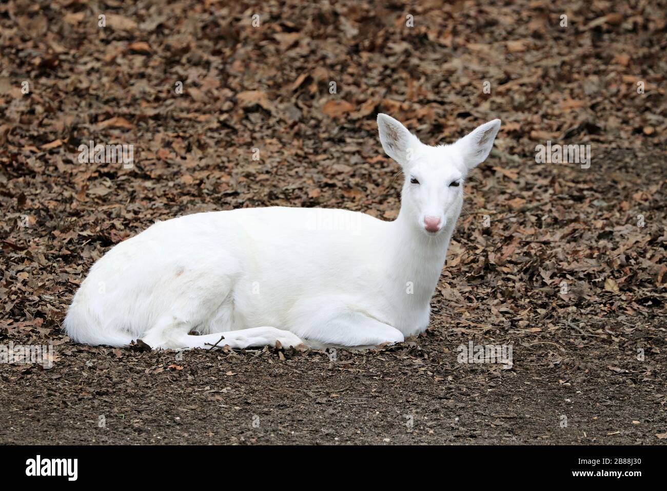 A leucistic White-tail deer, Odocoileus virginianus, standing out among ...