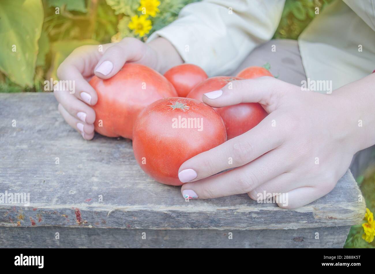 Group of vegetables in human hands. Farmers hands with freshly ...