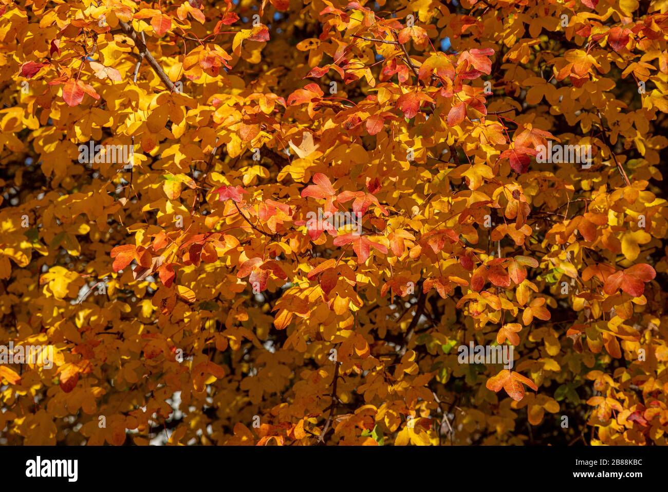 Montpellier maple (Acer monspessulanum) with autumn colouring Stock ...