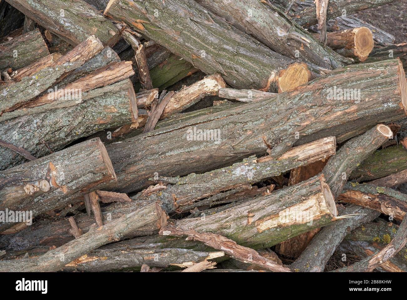 Pile of logs texture hi-res stock photography and images - Alamy