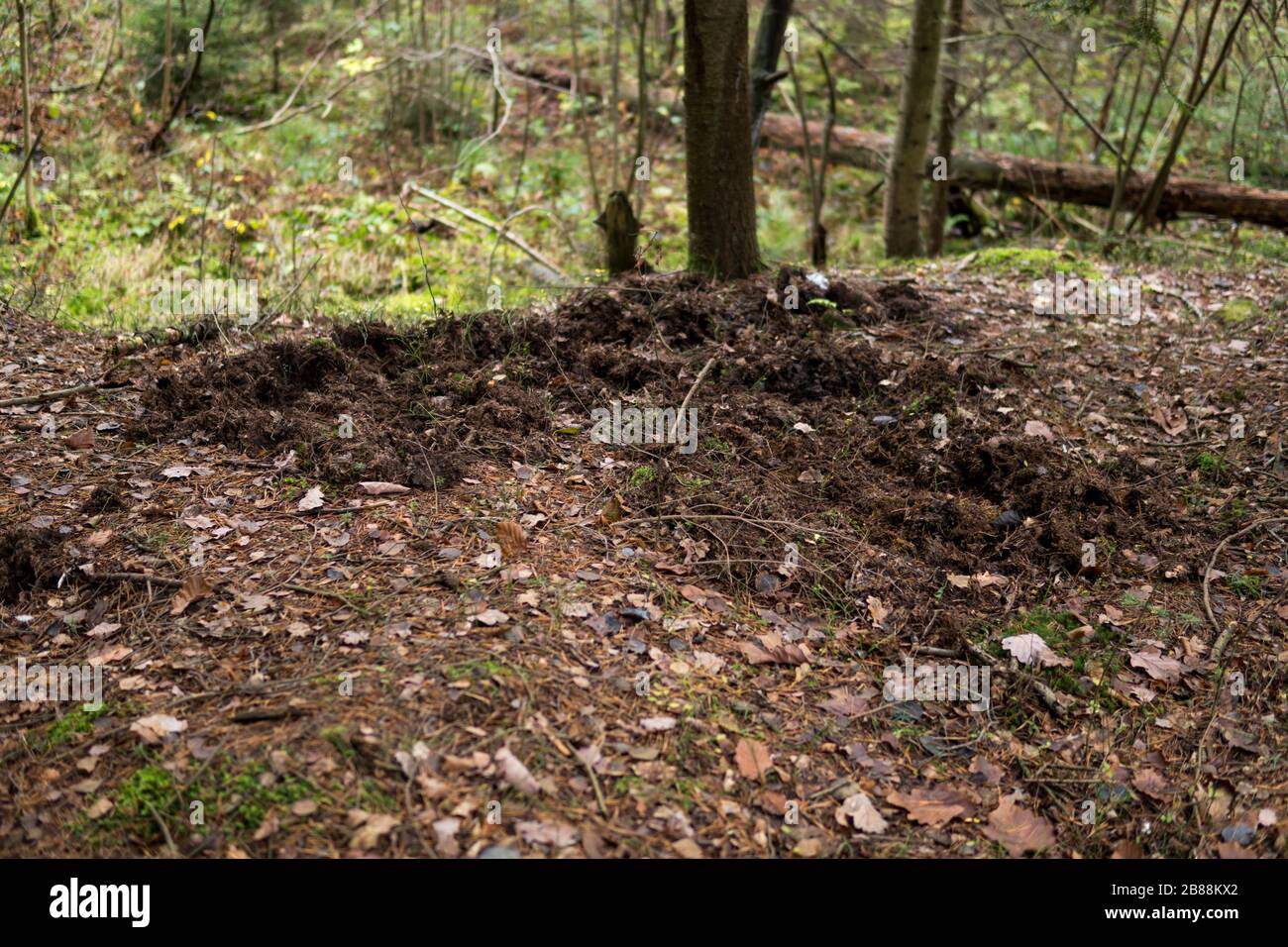 Boar sus scrofa burrow hi-res stock photography and images - Alamy