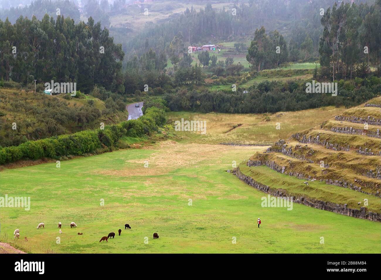 Group of Alpacas Grazing on the Hill Slope of Sacsayhuaman Inca Citadel ...