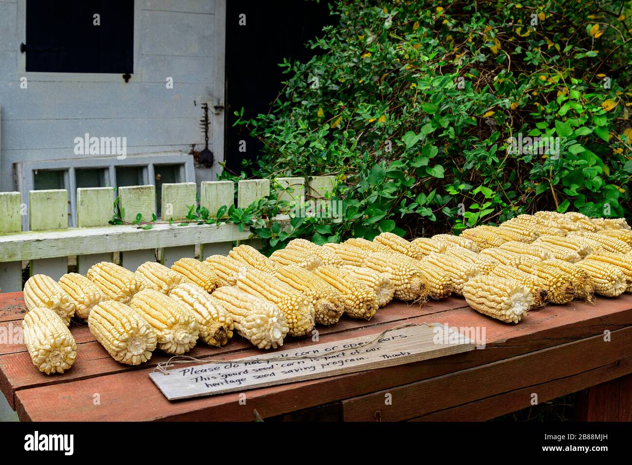 Heritage corn grown in Colonial Williamsburg gardens Stock Photo - Alamy