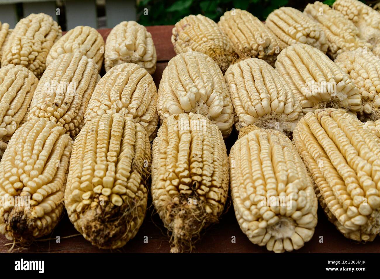 Heritage corn grown in Colonial Williamsburg gardens Stock Photo - Alamy