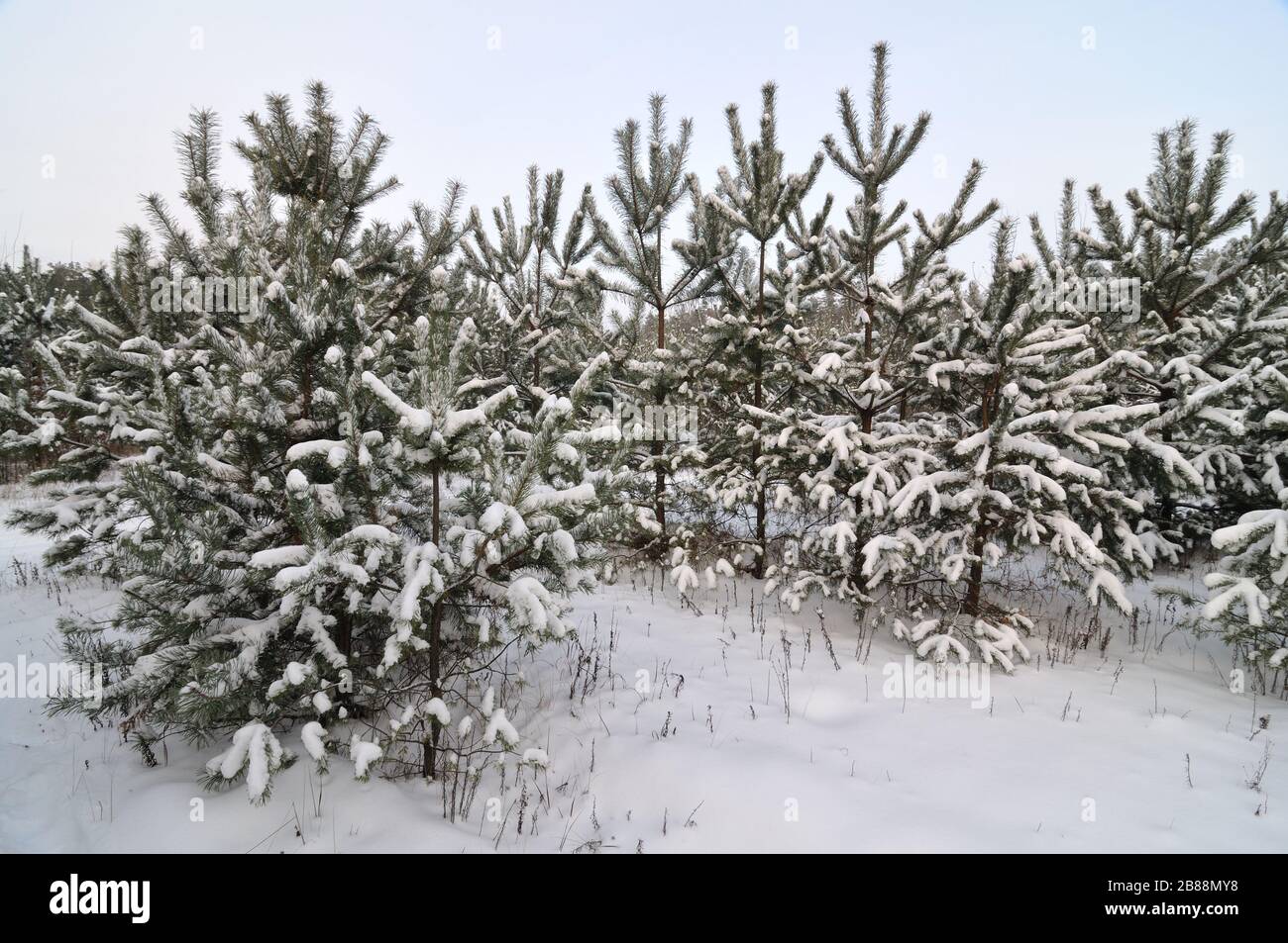 Young snowy Christmas trees grow in a forest among snowdrifts on a ...