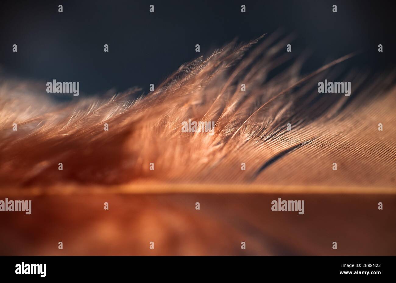 Close-up of feather in a sun light with beautiful and fragile details ...