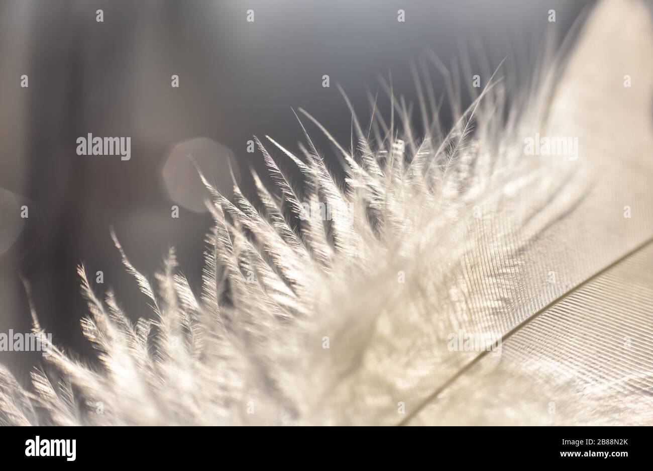 Close-up of feather in a sun light with beautiful and fragile details ...