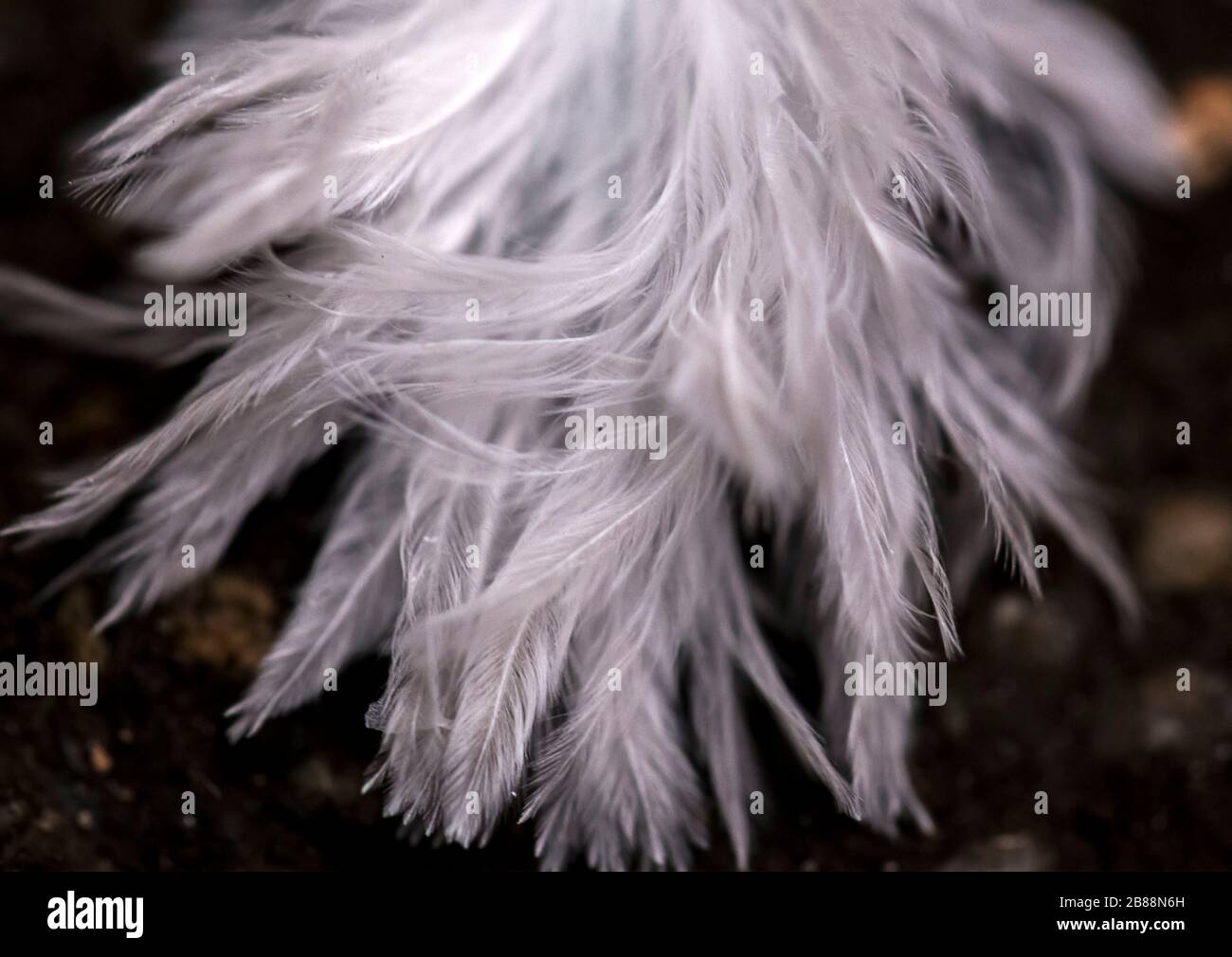 Close-up of feather in a sun light with beautiful and fragile details ...