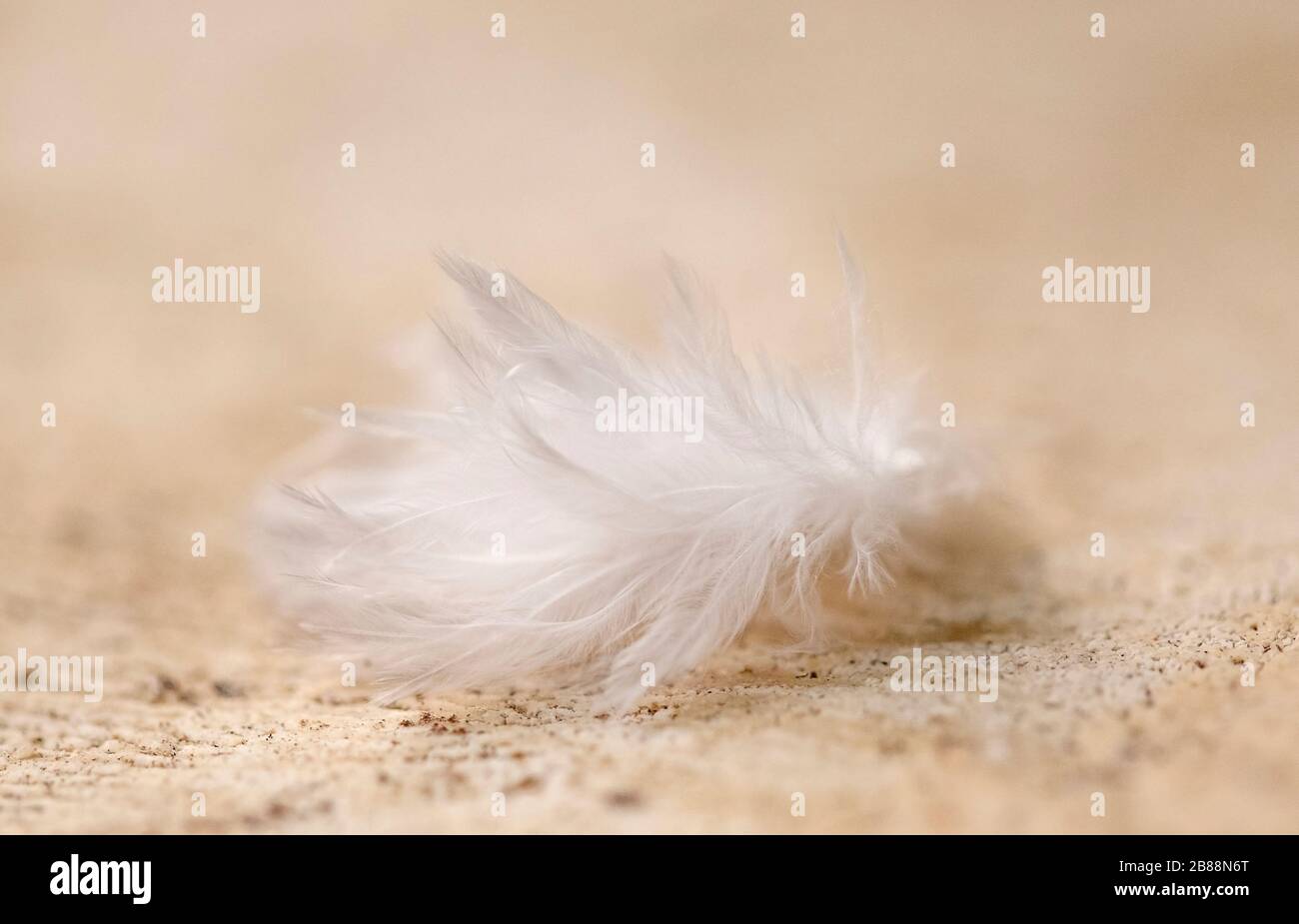 Close-up of feather in a sun light with beautiful and fragile details ...