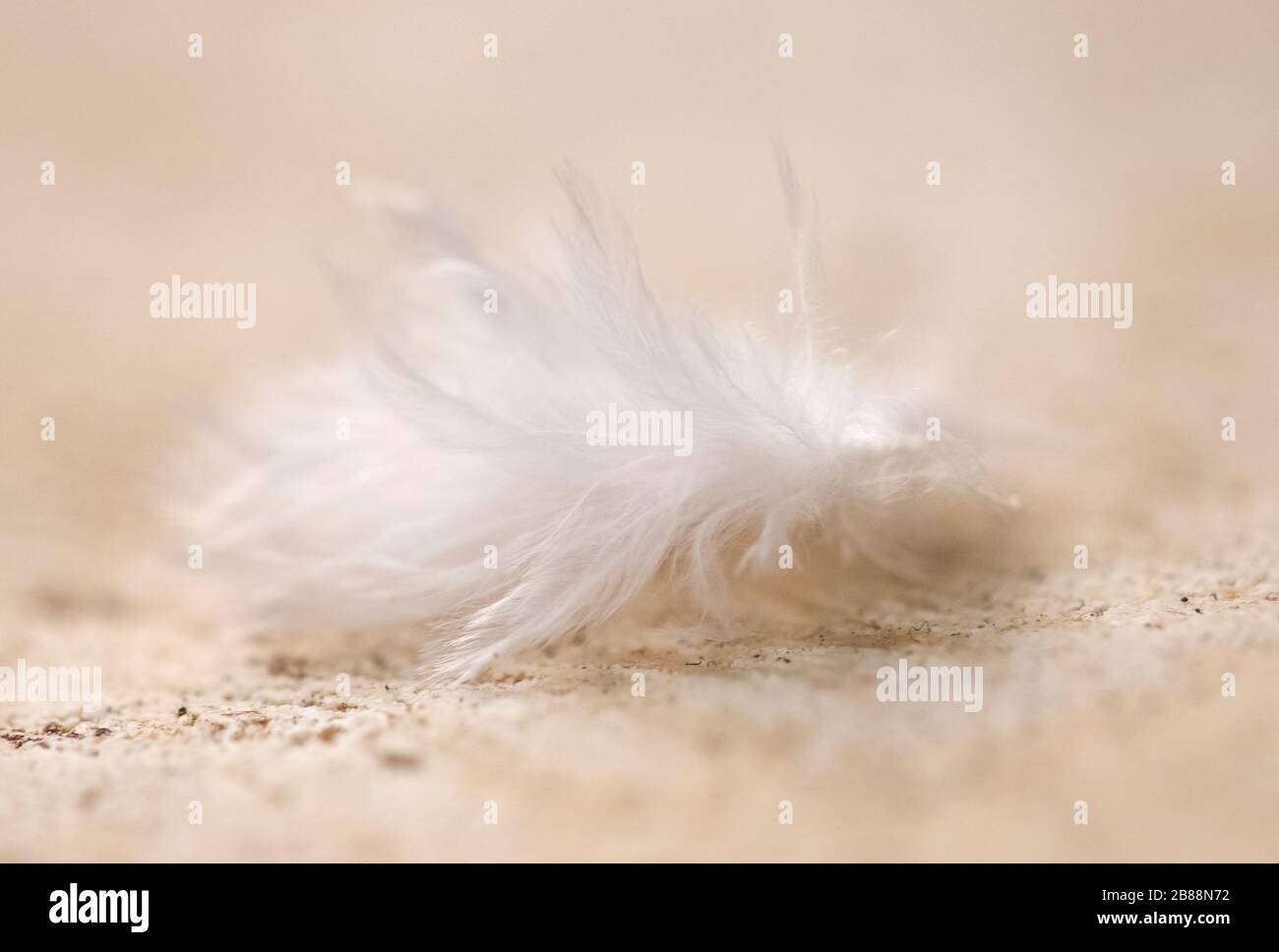 Close-up of feather in a sun light with beautiful and fragile details ...