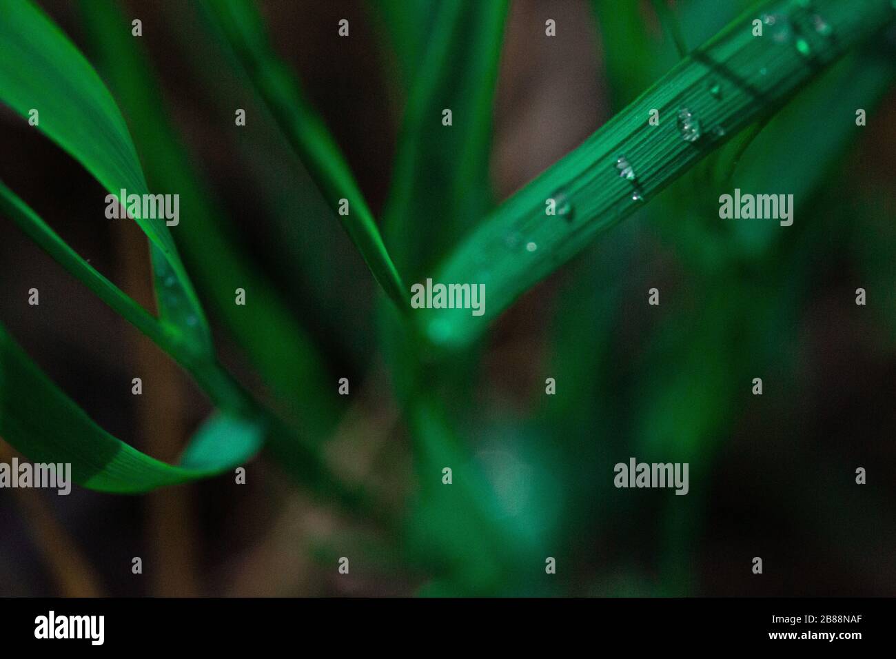 A drop of dew lies on the green grass. Background, summer Stock Photo ...