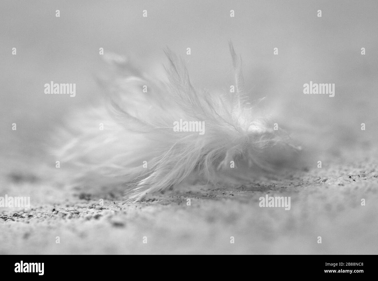 Close-up of feather in a sun light with beautiful and fragile details ...