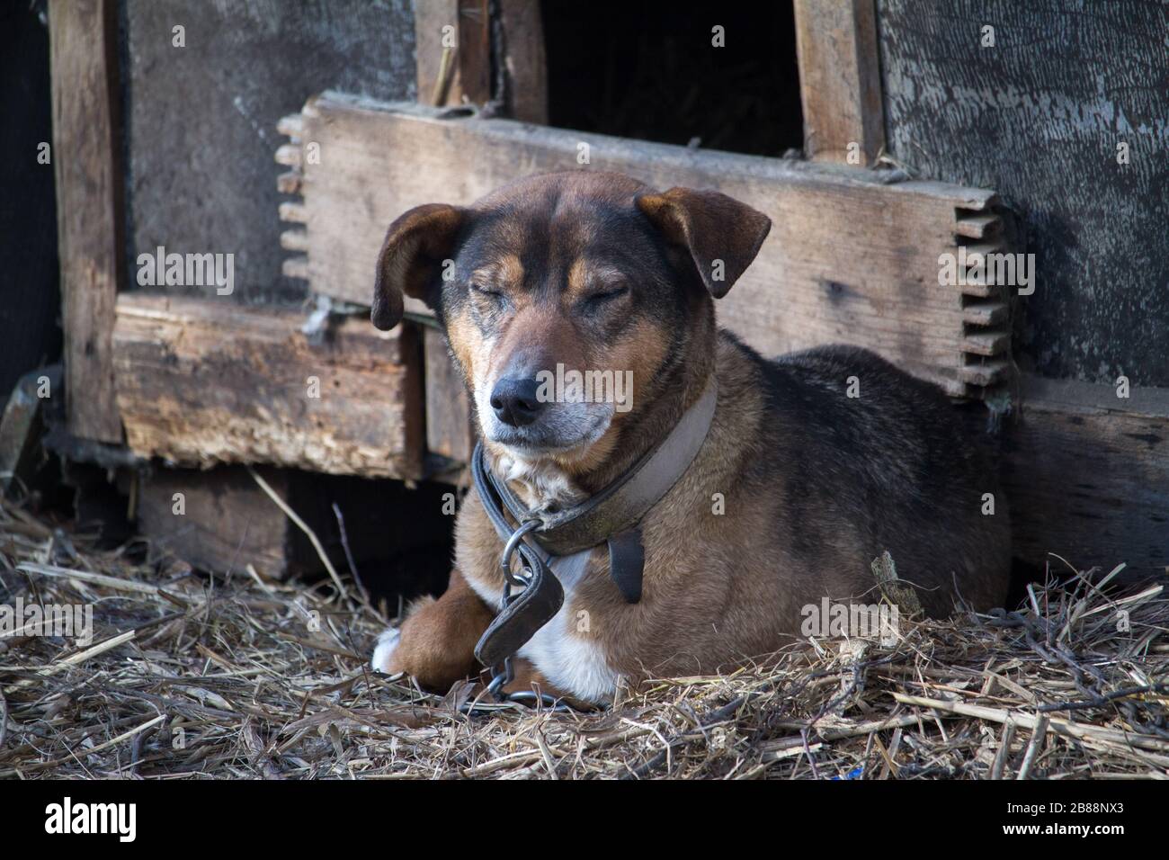 Chained up dog near wooden kennel, dog guards a house in the ...