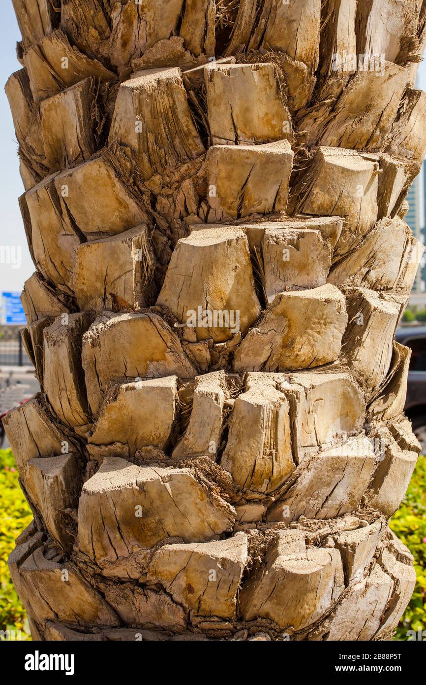 texture of palm tree bark Stock Photo - Alamy