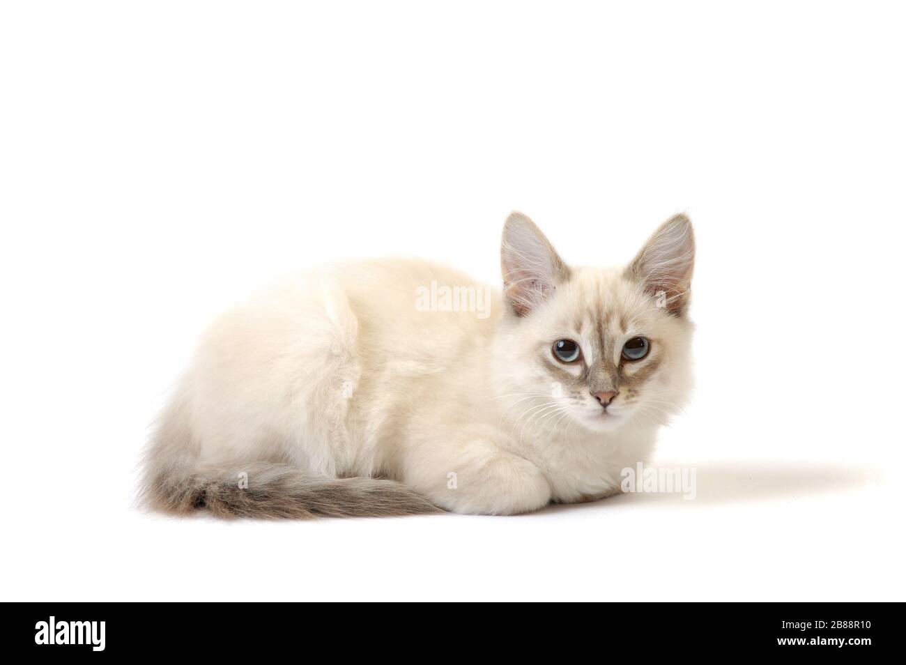Mongrel cat sitting and looking at the camera, isolated on white Stock ...