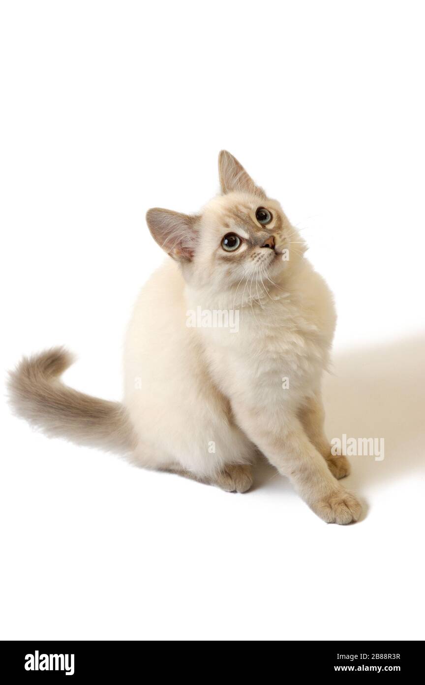 Mongrel Cat High Resolution Stock Photography and Images - Alamy