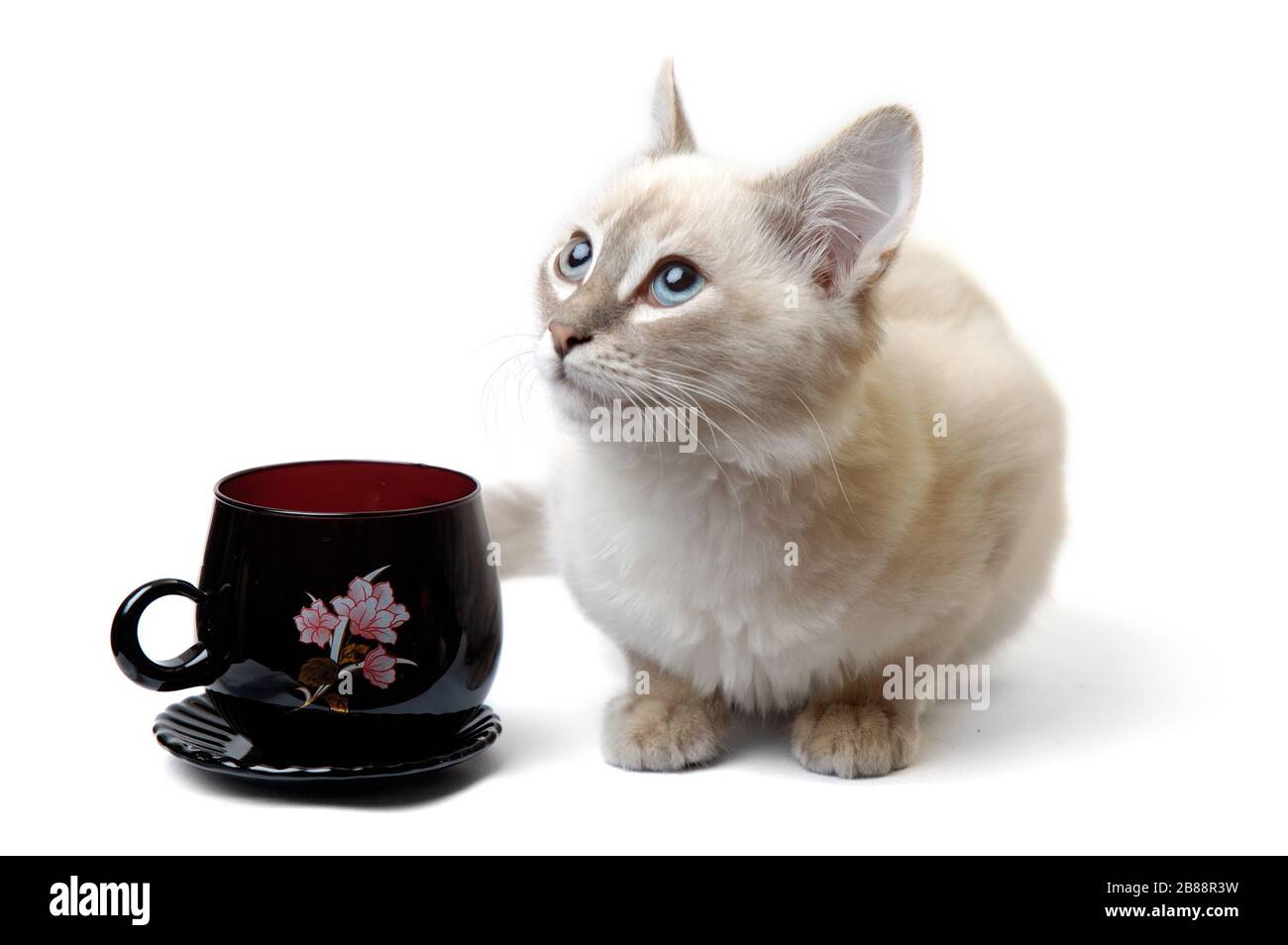 Mongrel cat sitting and looking at the camera, isolated on white Stock ...