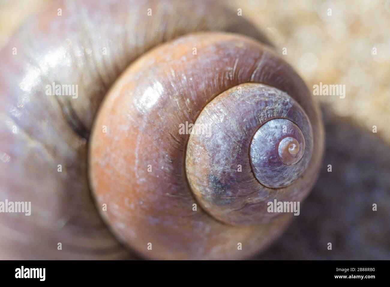 Small shell fossils hi-res stock photography and images - Alamy